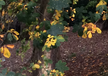 Walking routes – MWAW